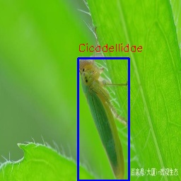 水稻成虫图像目标检测数据【已标注，约4000张数据和标签，YOLO 标注格式，已标注】